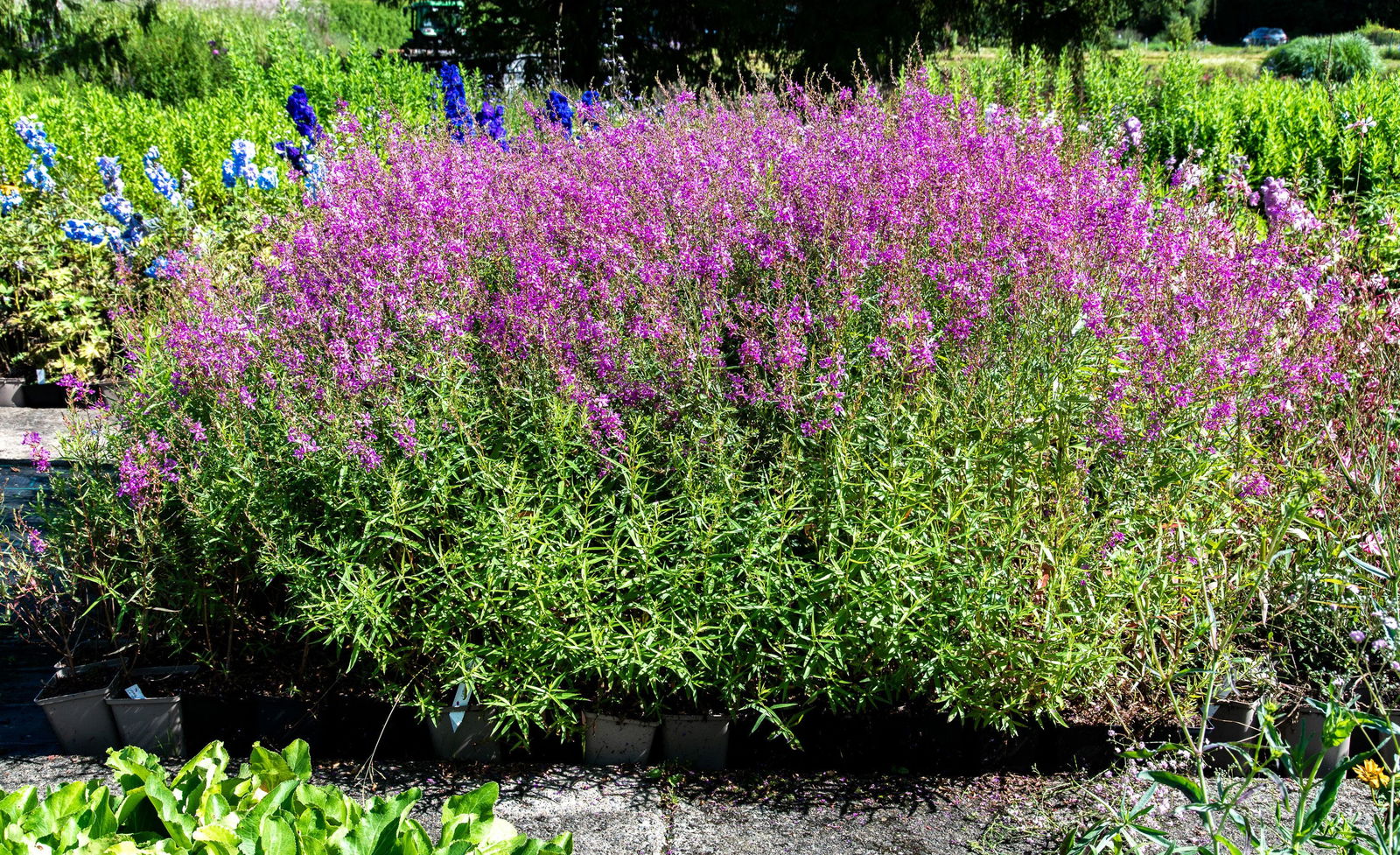 Ruten Weiderich Swirl - Lythrum virgatum Swirl günstig kaufen