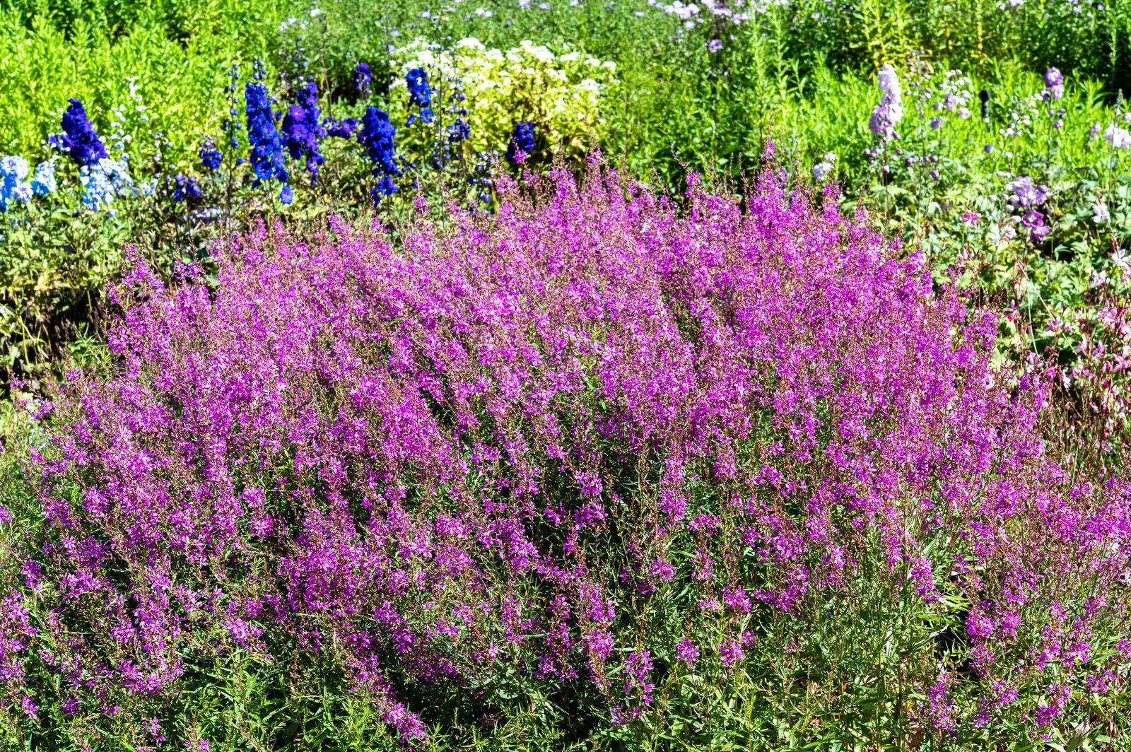 Ruten Weiderich Swirl - Lythrum virgatum Swirl günstig kaufen