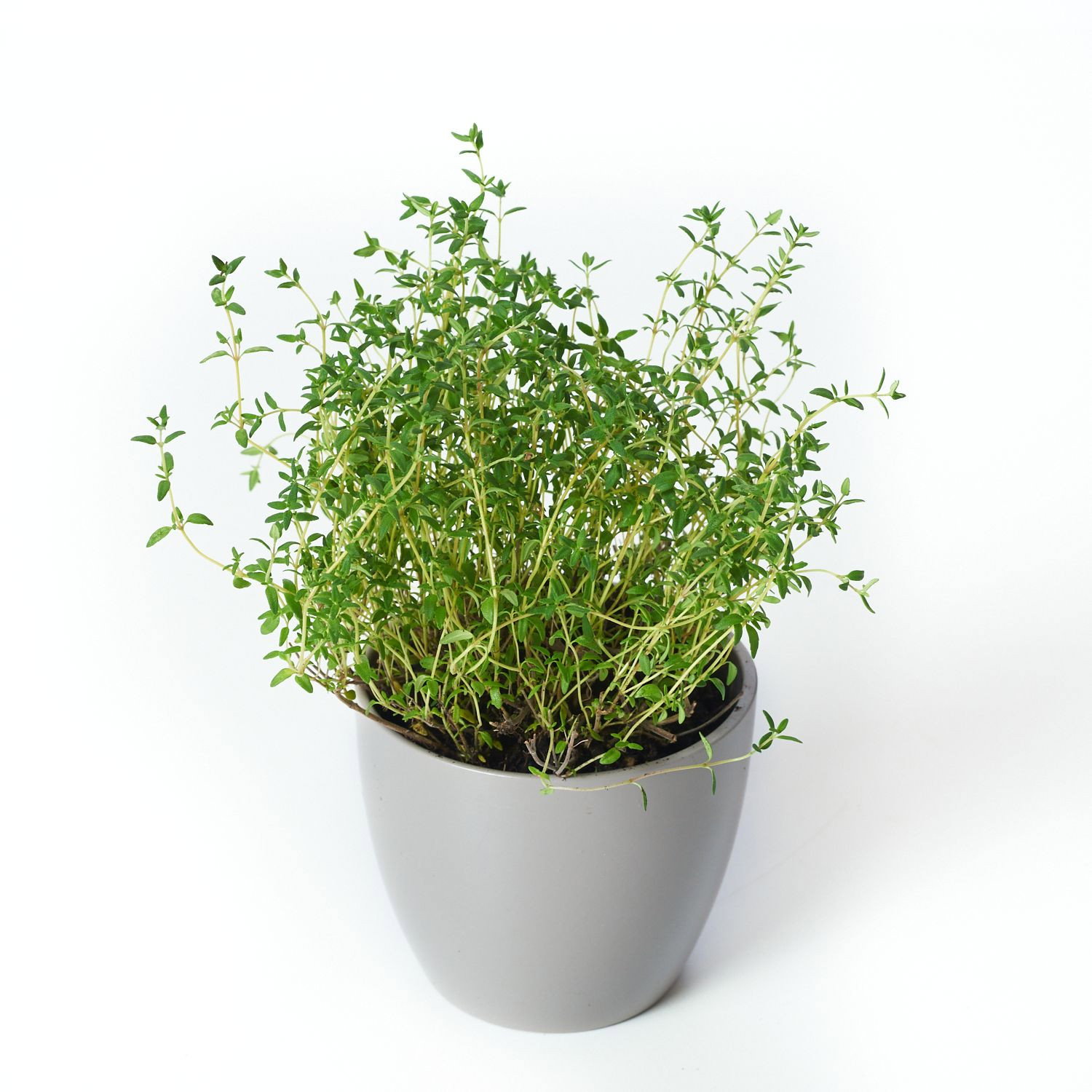 Orangenthymian - Thymus vulgaris fragrantissimus günstig kaufen