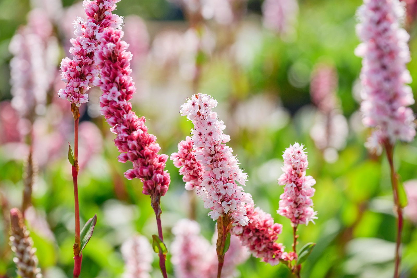 Schneckenknöterich Dimity - Bistorta (syn. Persicaria) affinis Dimity ...
