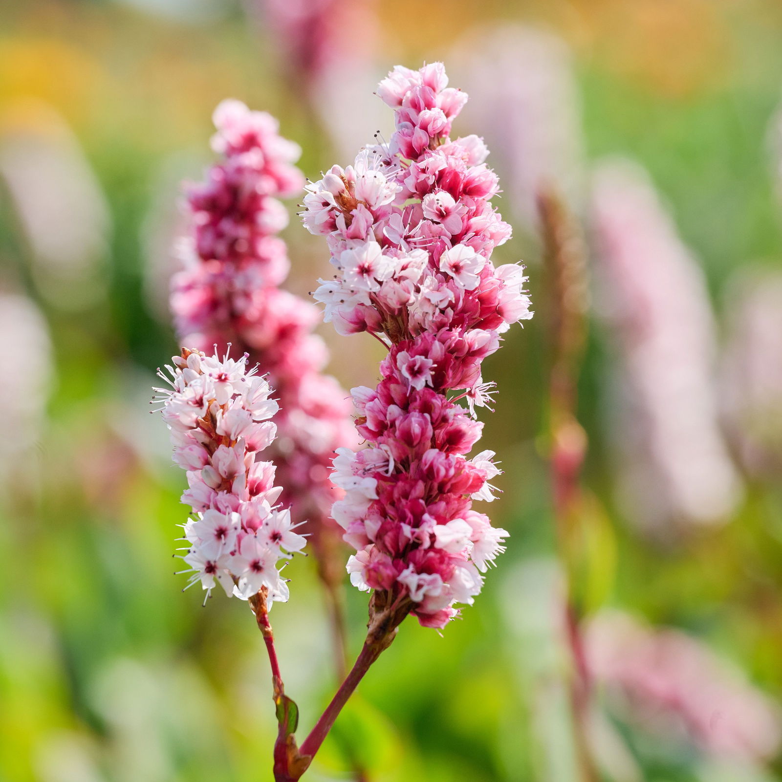 Schneckenknöterich Dimity - Bistorta (syn. Persicaria) affinis Dimity ...