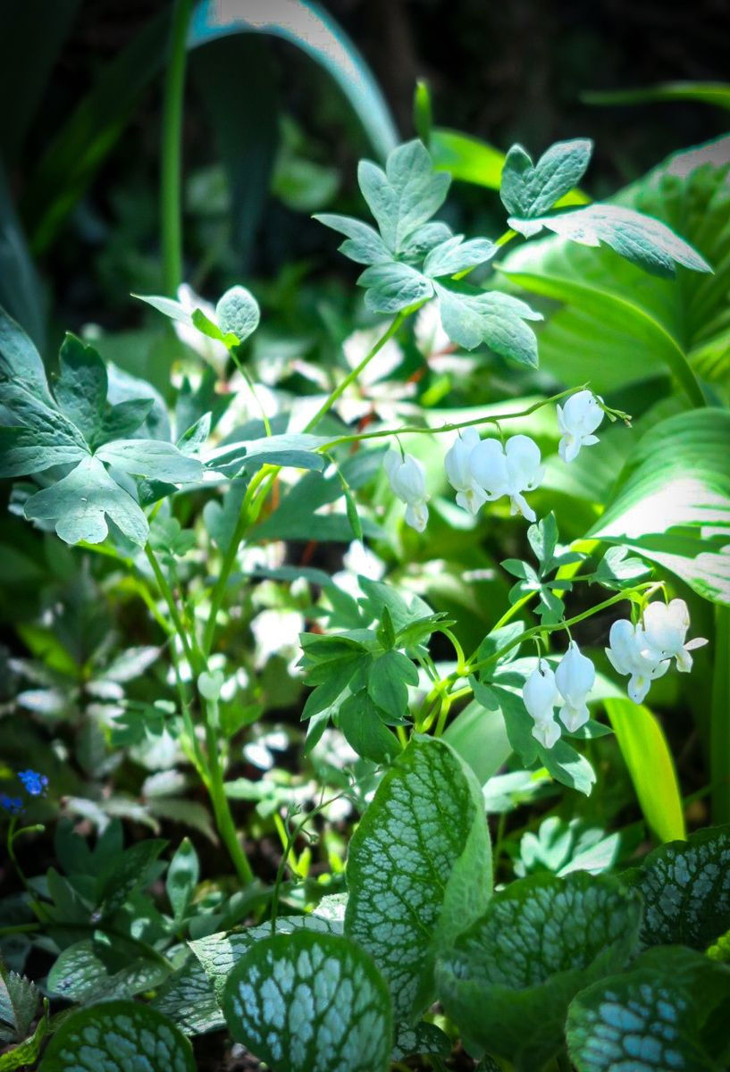 Tränendes Herz Alba - Dicentra formosa Alba günstig kaufen