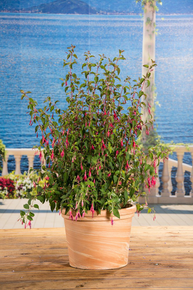 Fabelhafte Winterharte Fuchsie Standort Fotos