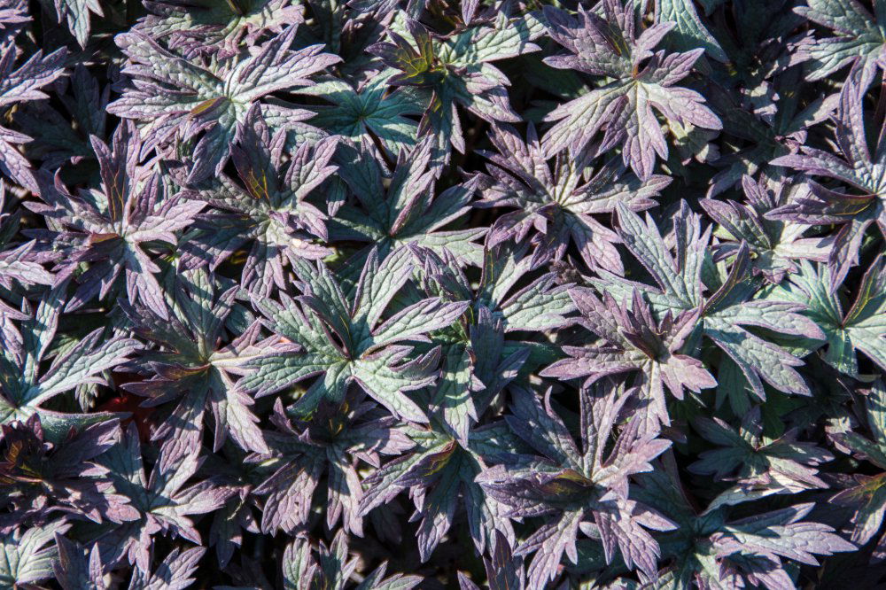 Storchschnabel Midnight Reiter - Geranium pratense Midnight Reiter ...