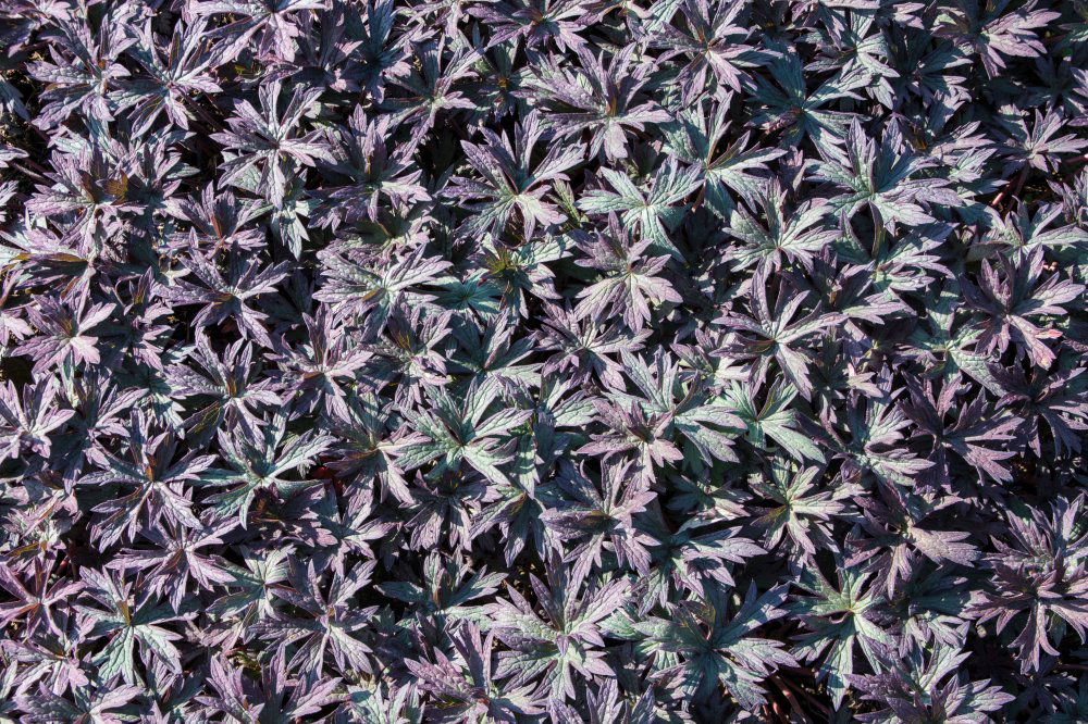 Storchschnabel Midnight Reiter - Geranium pratense Midnight Reiter ...