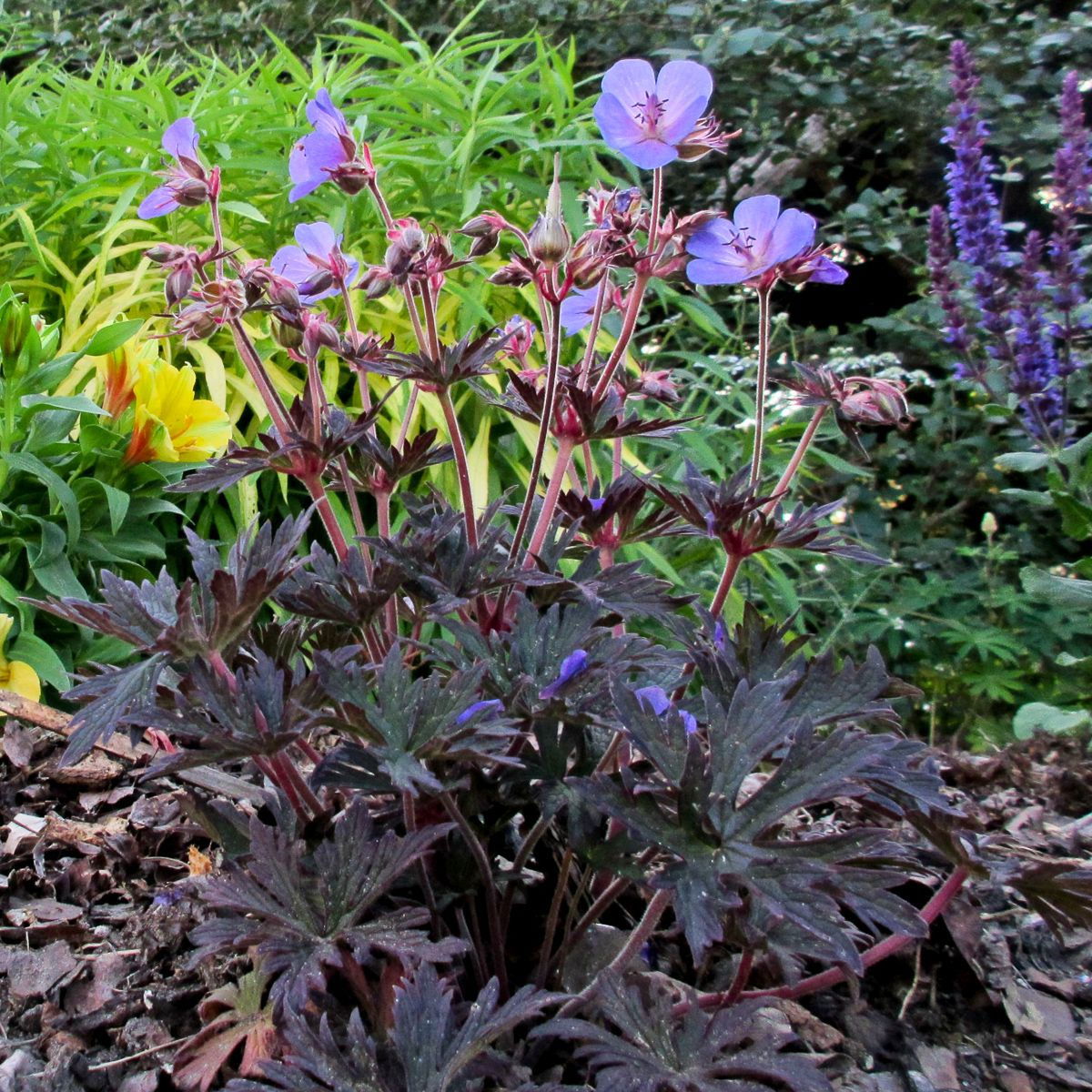 Storchschnabel Midnight Reiter - Geranium pratense Midnight Reiter ...