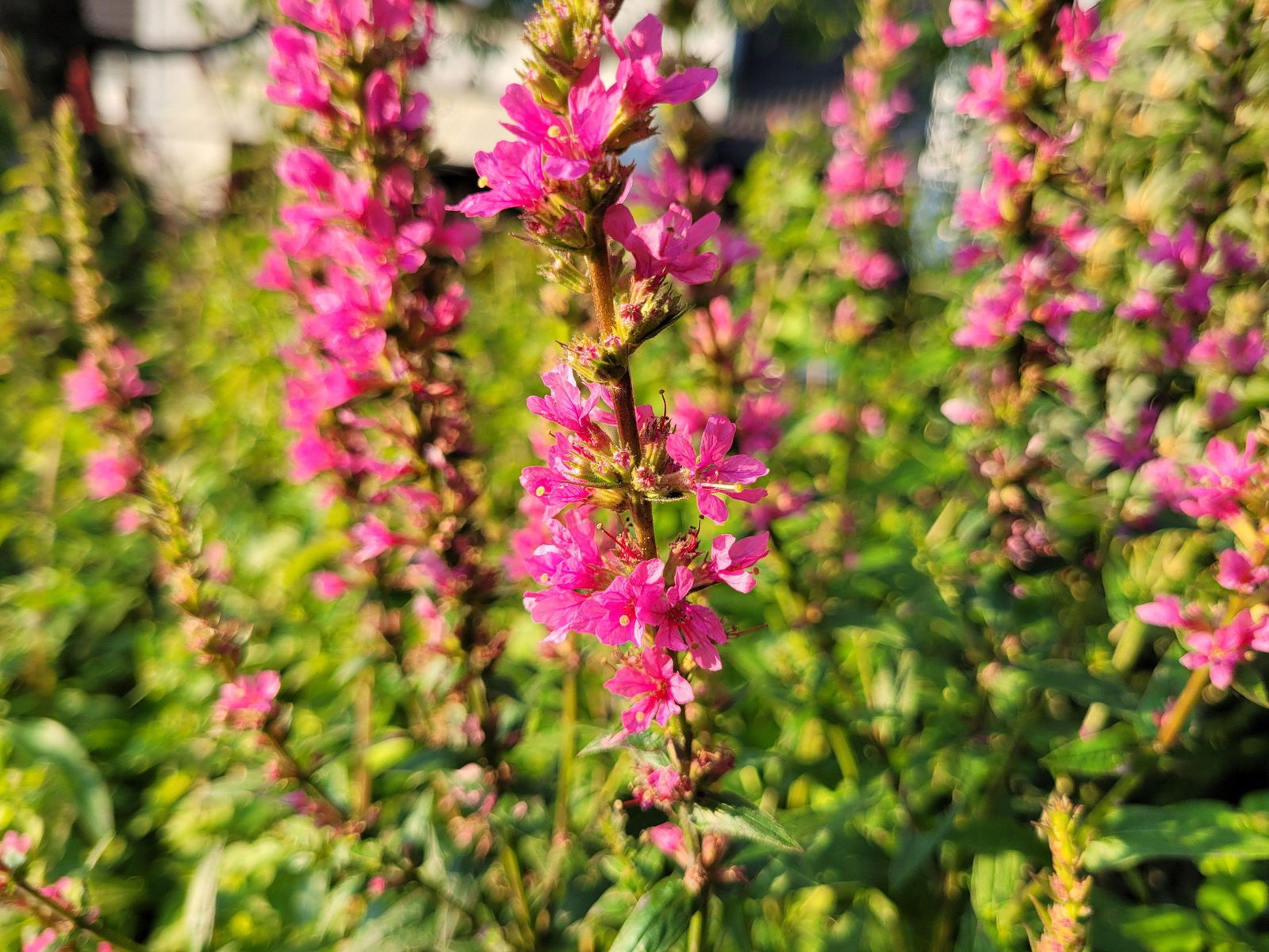 Blutweiderich Robin - Lythrum salicaria Robin günstig kaufen