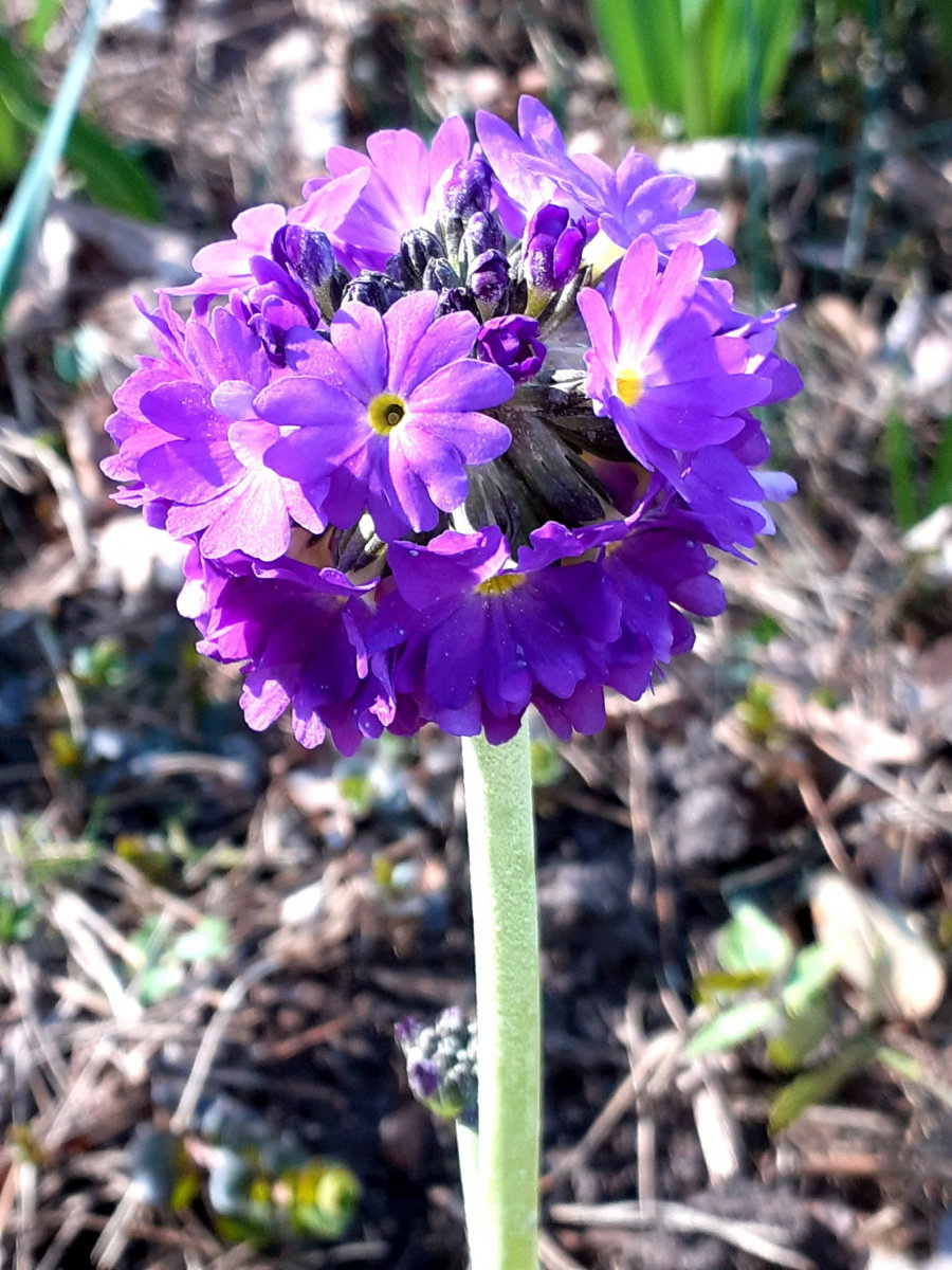 Kugelige Schlüsselblume Lilac - Primula denticulata Lilac günstig kaufen