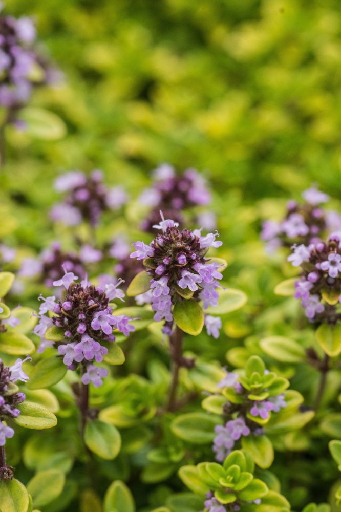 Thymian Golden Dwarf - Thymus citriodorus Golden Dwarf günstig kaufen