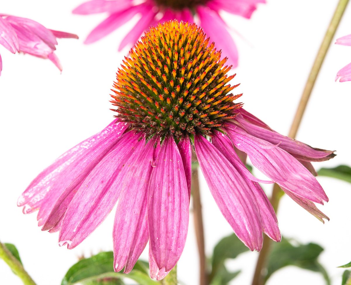 Scheinsonnenhut Prairie Splendor ® - Echinacea purpurea Prairie ...