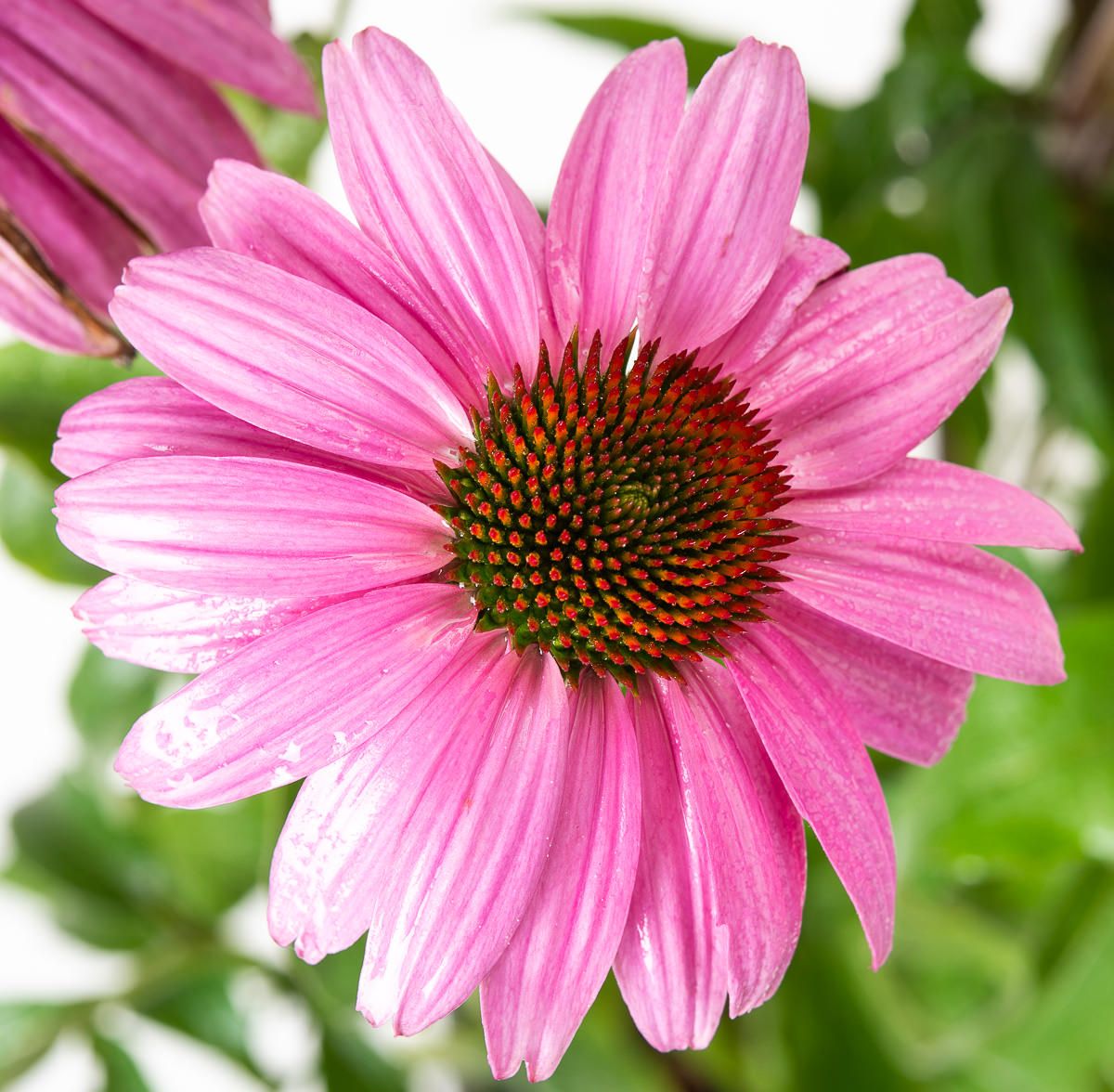 Scheinsonnenhut Prairie Splendor ® - Echinacea purpurea Prairie ...