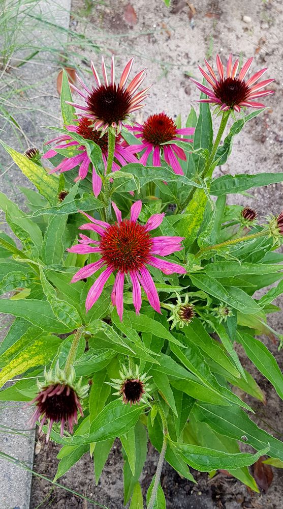 Scheinsonnenhut Prairie Splendor ® - Echinacea purpurea Prairie ...