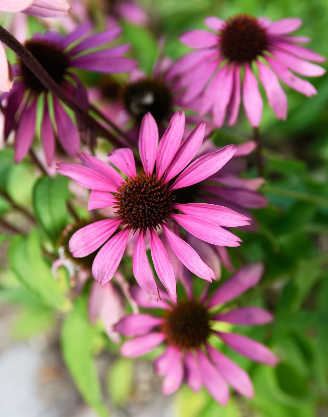 Scheinsonnenhut Prairie Splendor ® - Echinacea purpurea Prairie ...