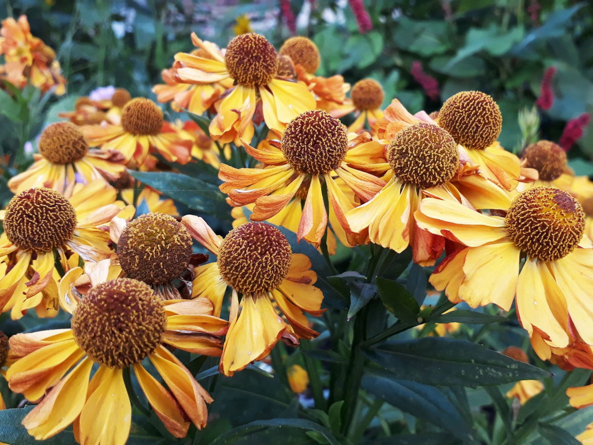 Sonnenbraut Rauchtopas - Helenium cultorum Rauchtopas günstig kaufen