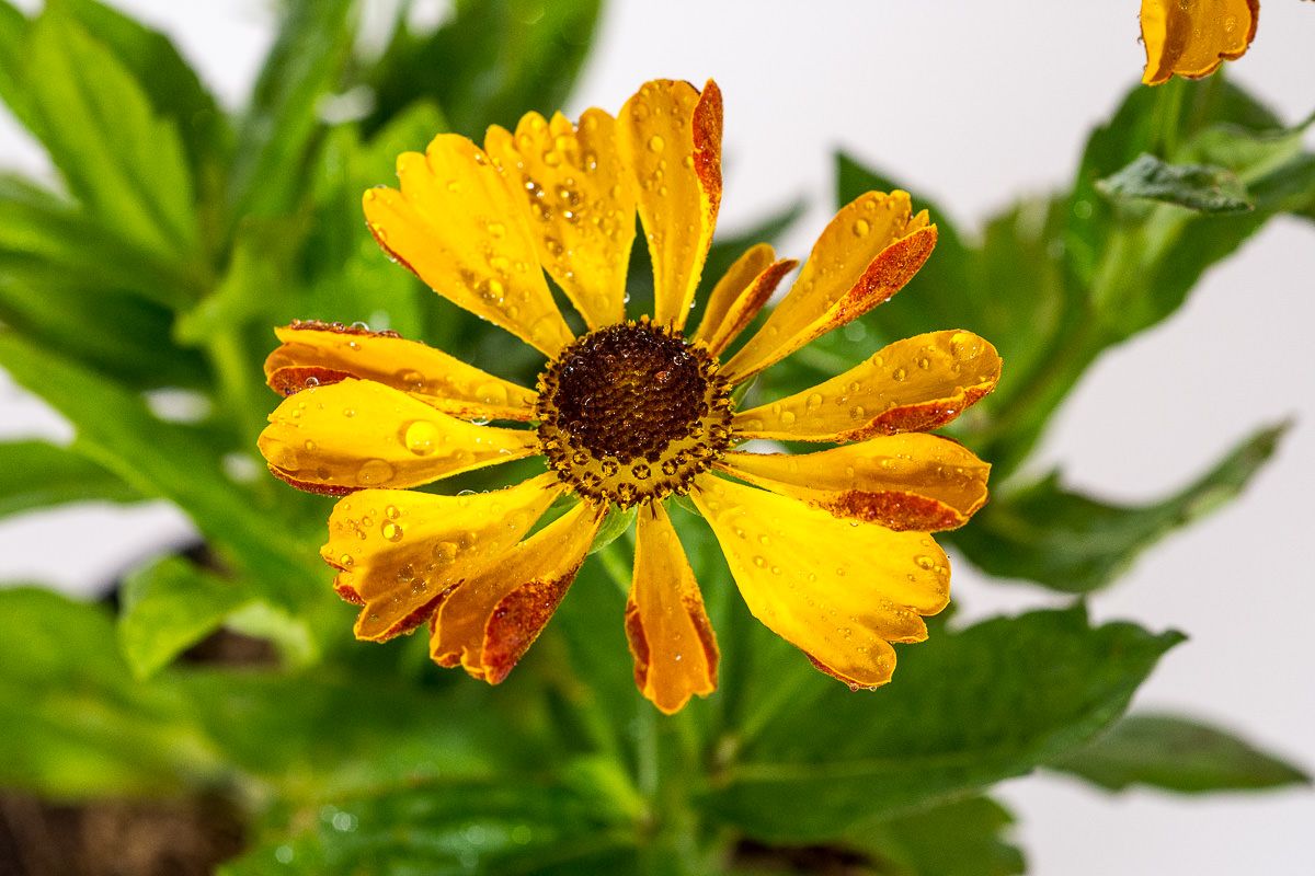 Sonnenbraut Rauchtopas - Helenium cultorum Rauchtopas günstig kaufen