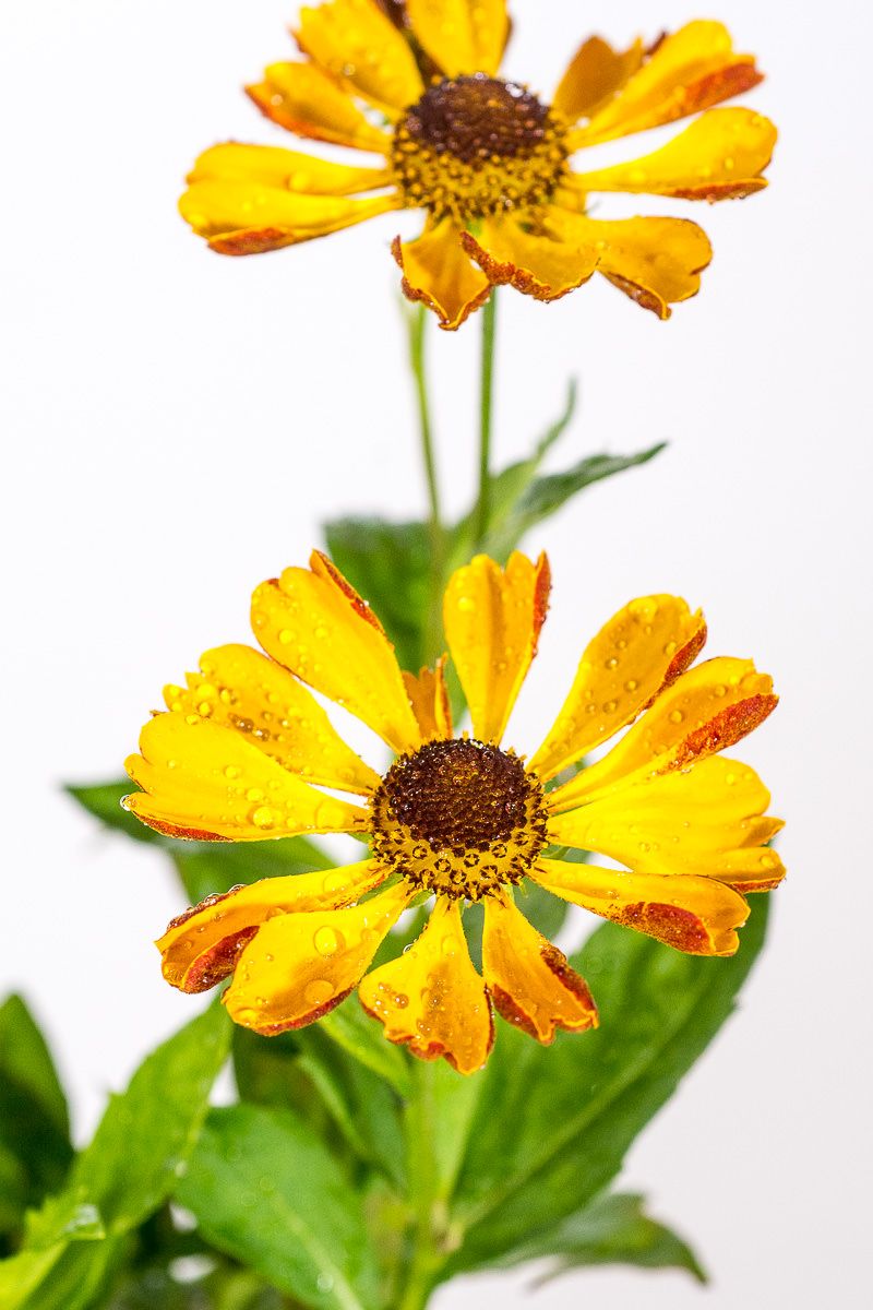 Sonnenbraut Rauchtopas - Helenium cultorum Rauchtopas günstig kaufen