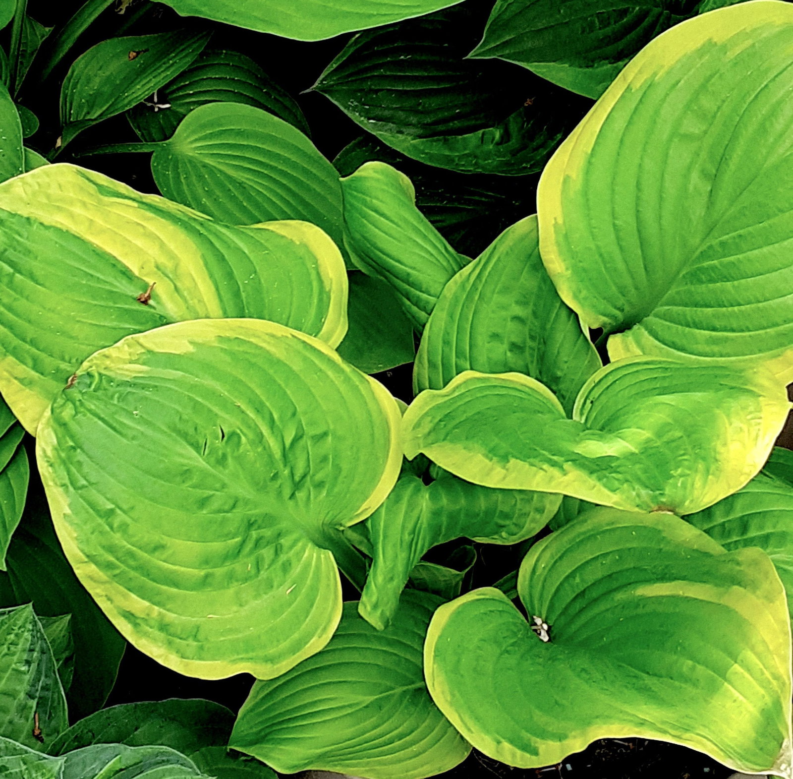 Funkie Blue Angel - Hosta sieboldiana Blue Angel günstig kaufen