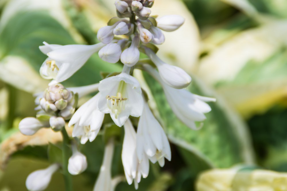 Große graugrüne Garten-Funkie - Hosta sieboldiana Snow Cap günstig kaufen