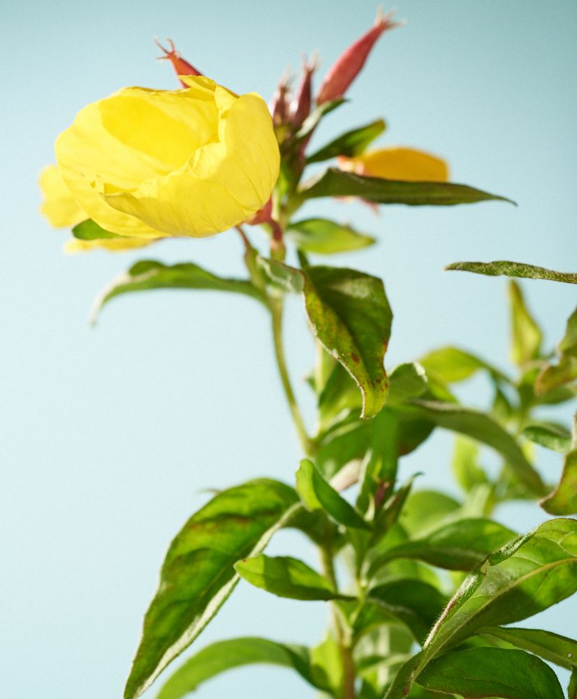 Nachtkerze Yella Fella - Oenothera pilosella Yella Fella günstig kaufen