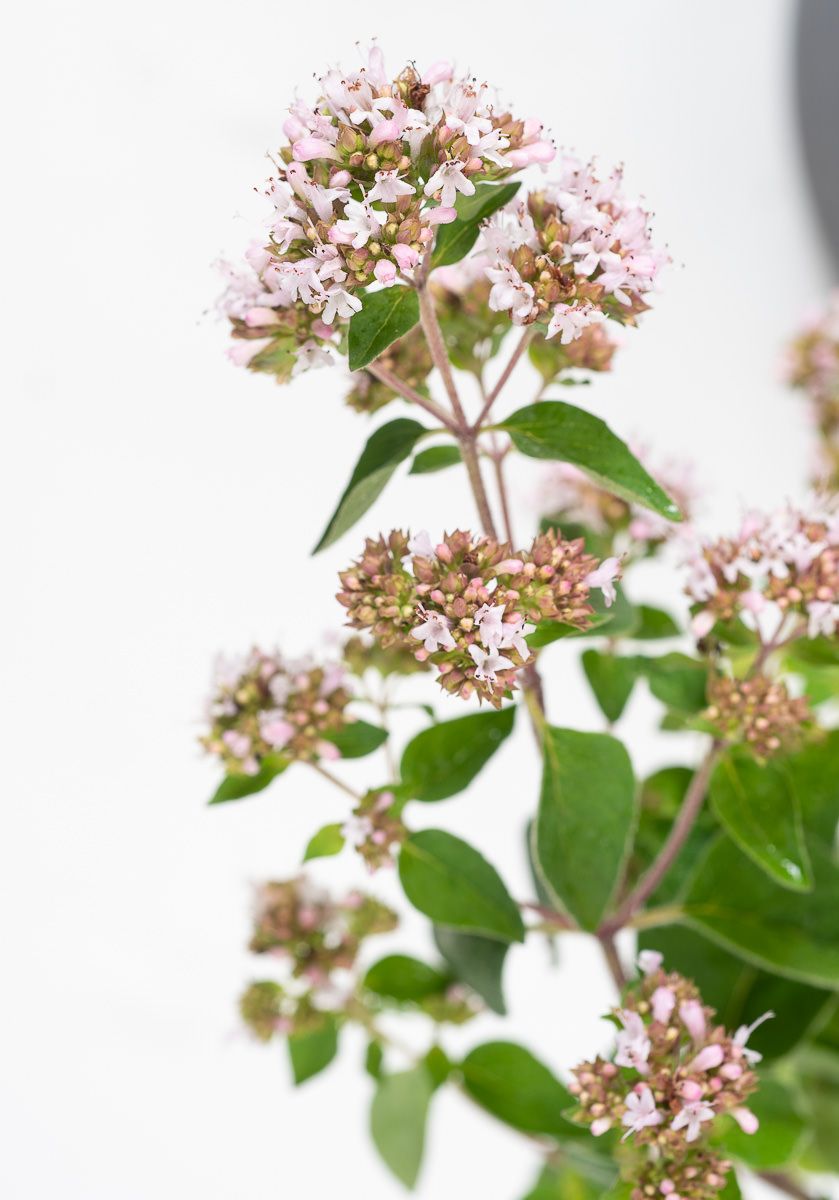 Oregano - Origanum vulgare günstig kaufen
