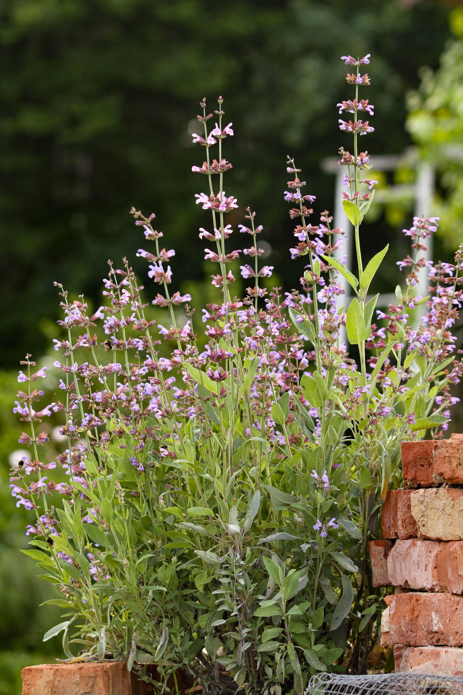 Echter Salbei - Salvia officinalis günstig kaufen