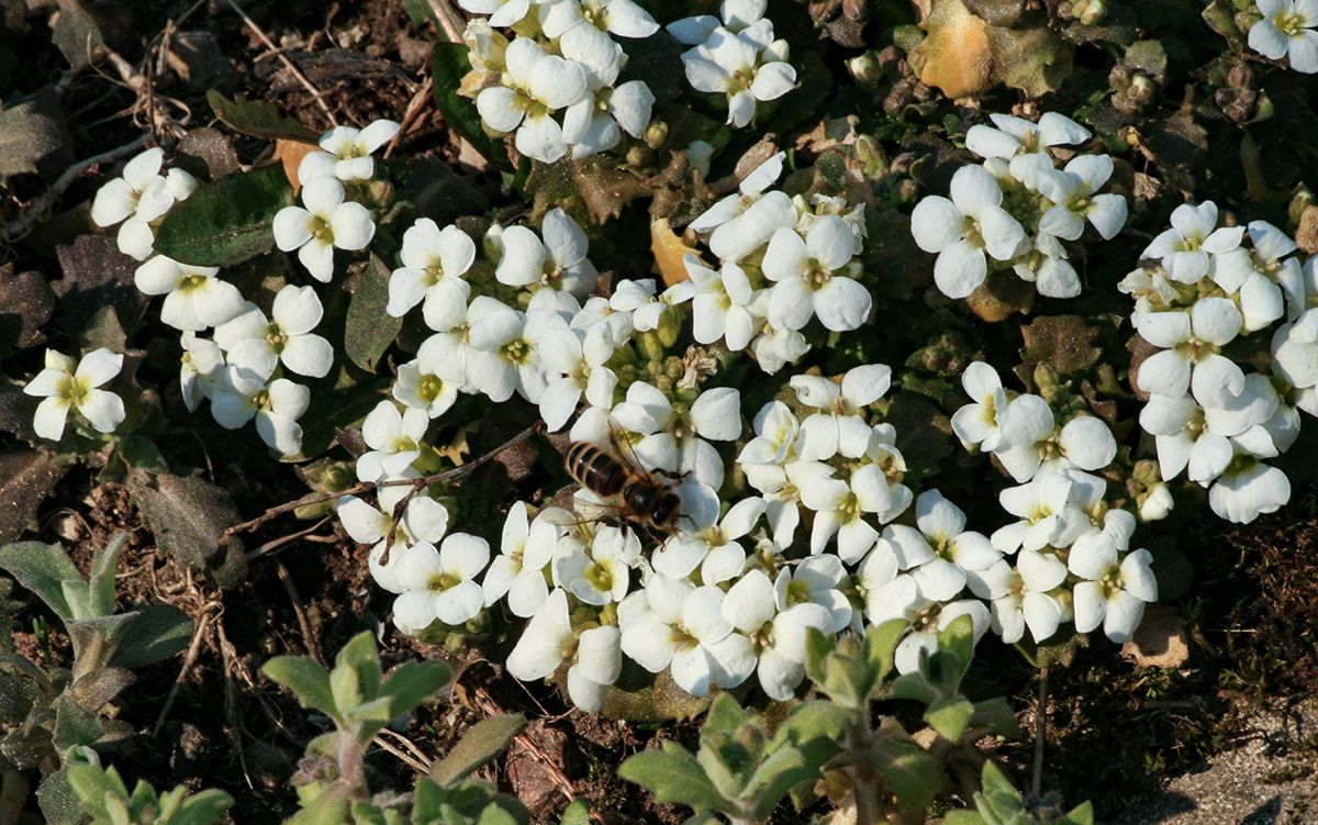 Gänsekresse Snowfix - Arabis caucasica Snowfix günstig kaufen