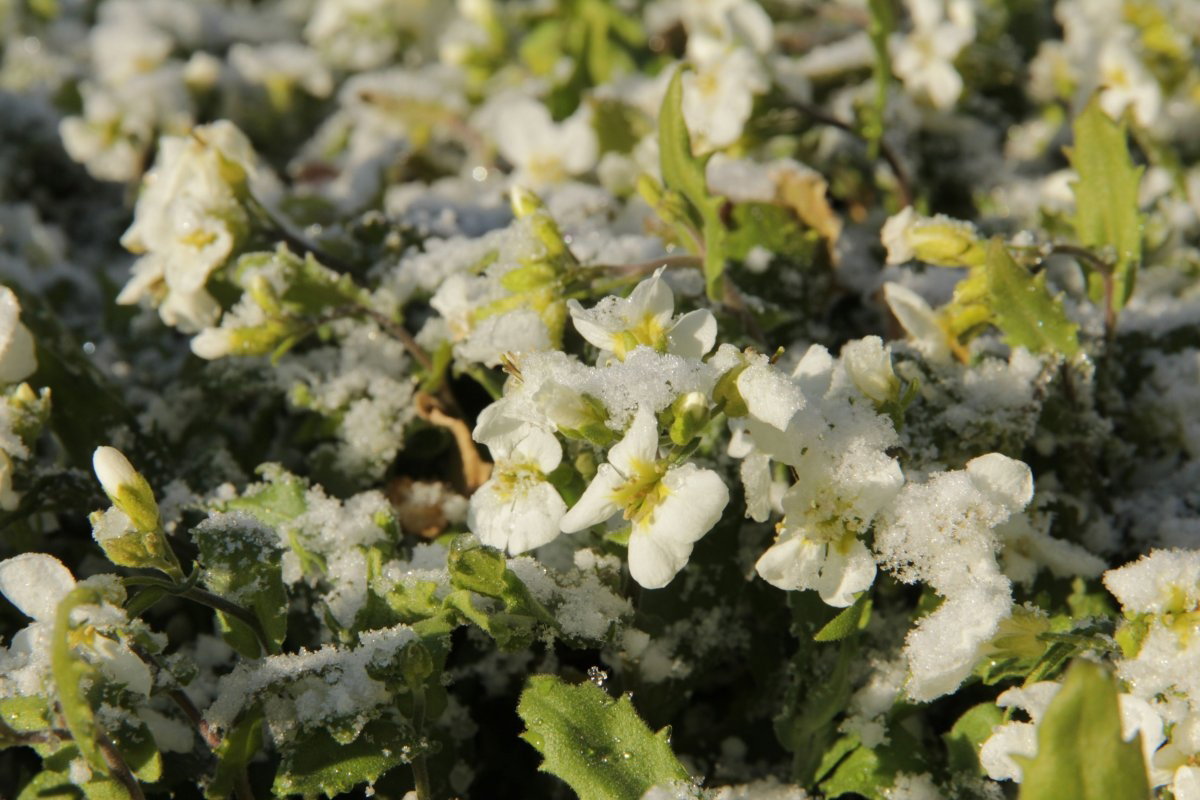 Gänsekresse Snowfix - Arabis caucasica Snowfix günstig kaufen