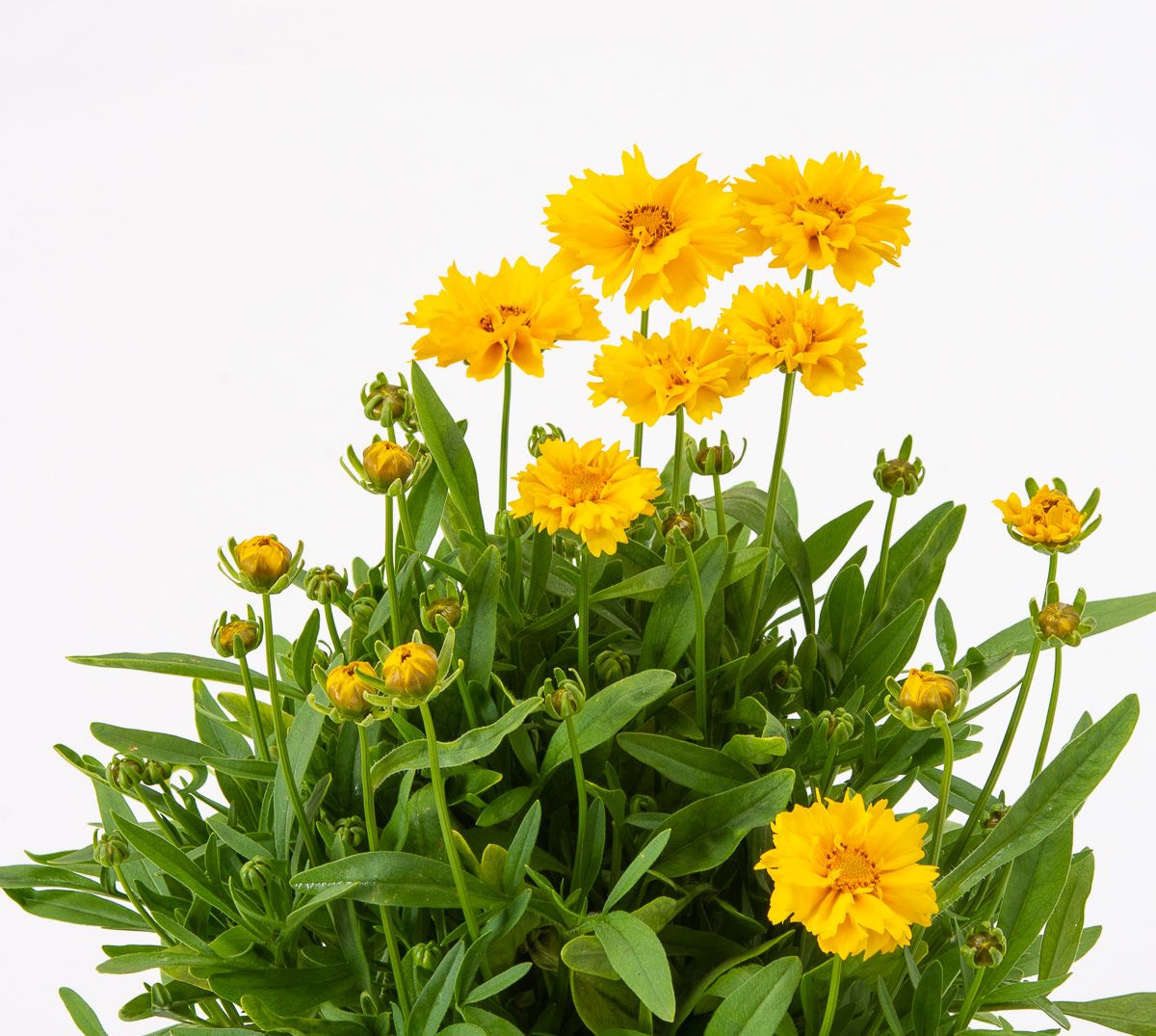 Coreopsis grandiflora Presto - Großblumiges Garten-Mädchenauge ...