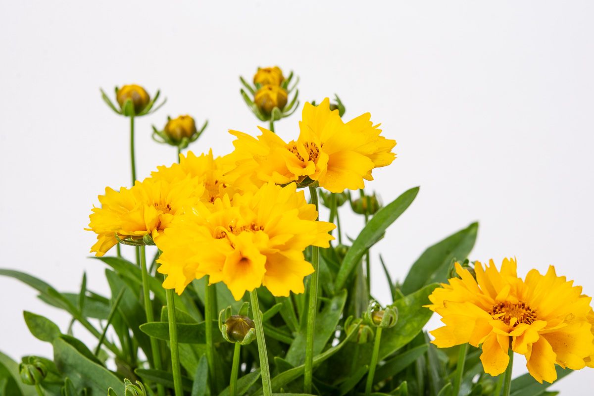 Coreopsis grandiflora Presto - Großblumiges Garten-Mädchenauge ...