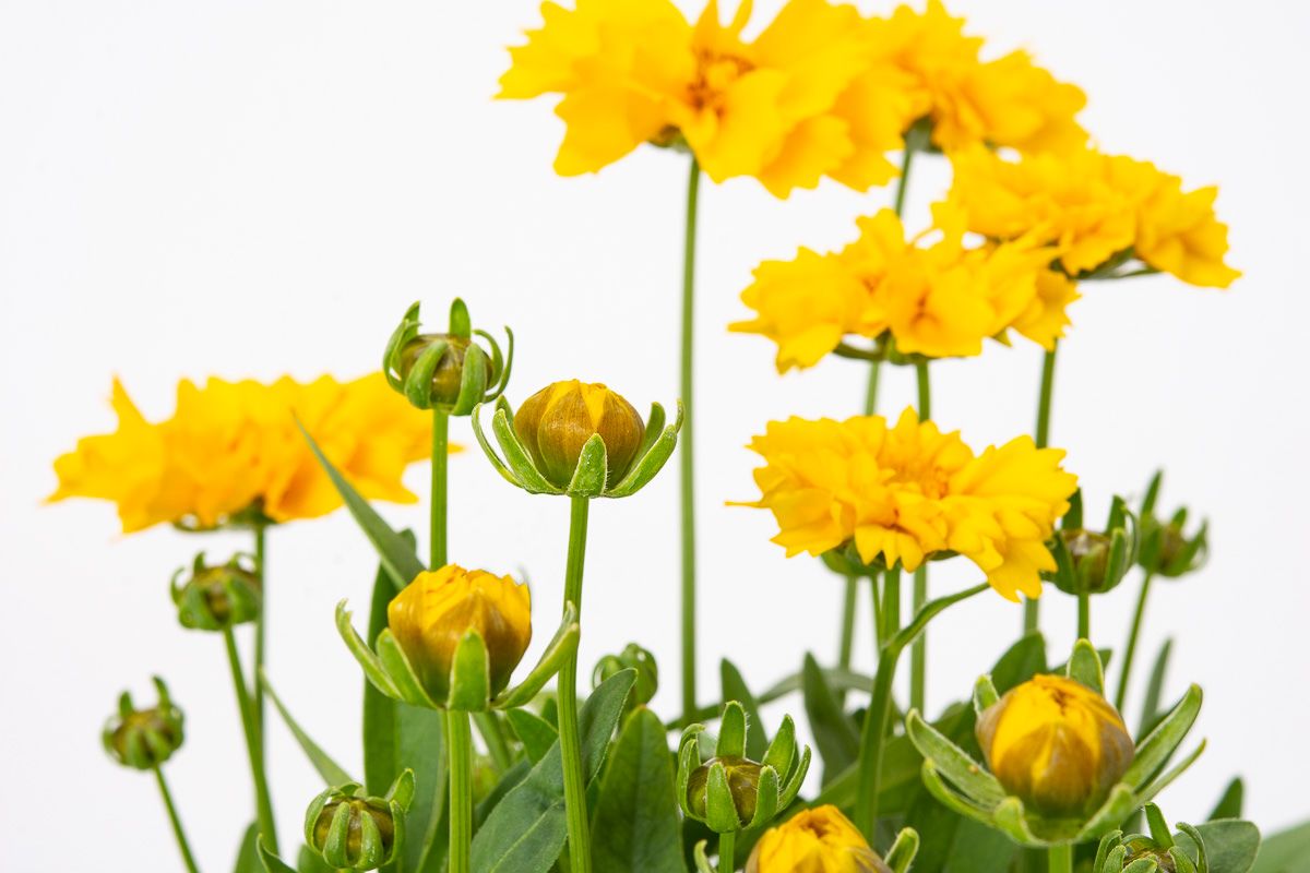Coreopsis grandiflora Presto - Großblumiges Garten-Mädchenauge ...