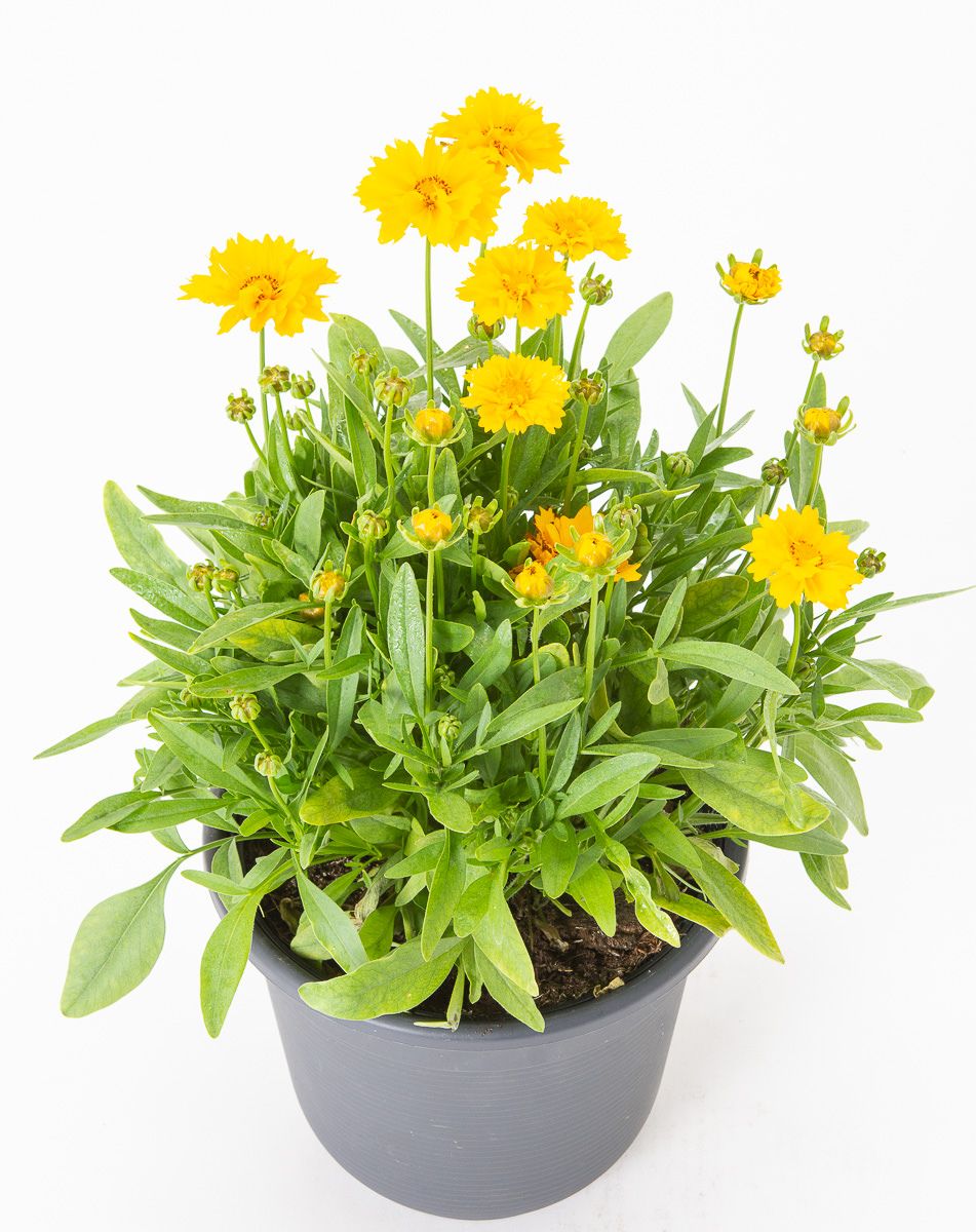 Coreopsis grandiflora Presto - Großblumiges Garten-Mädchenauge ...