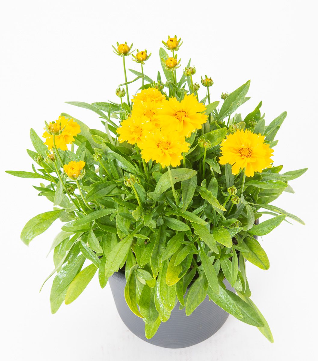 Coreopsis grandiflora Presto - Großblumiges Garten-Mädchenauge ...