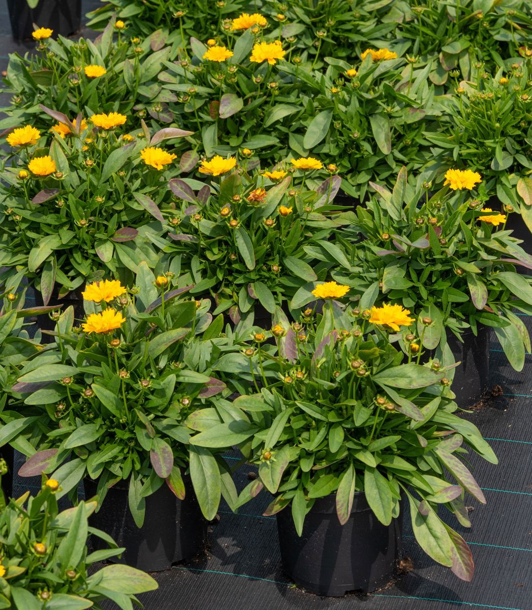 Coreopsis grandiflora Presto - Großblumiges Garten-Mädchenauge ...