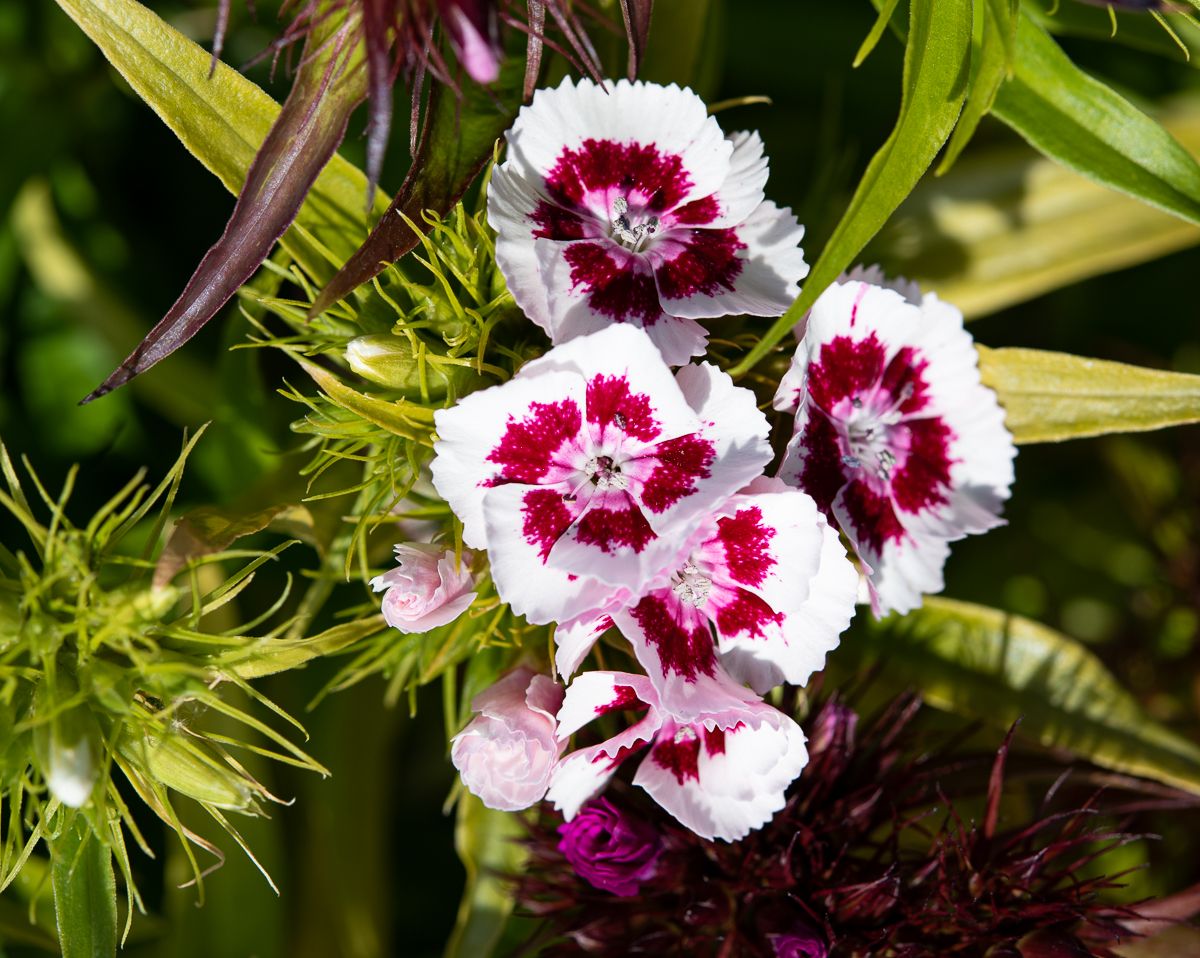 Bartnelke Barbarini Purple Picotee - Dianthus barbatus Barbarini Purple ...