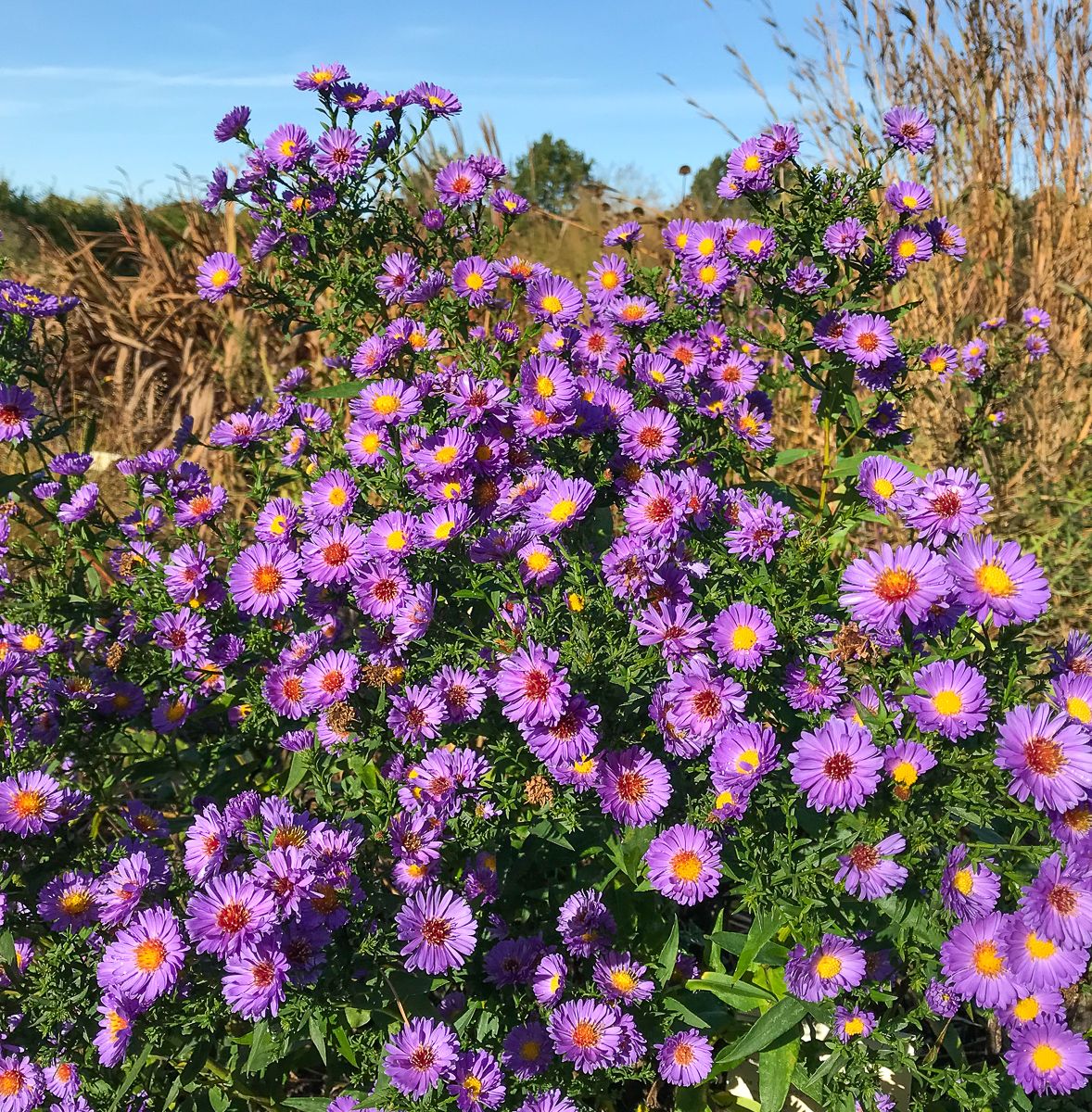 Glattblatt Aster blau - Aster novi-belgii blau günstig kaufen