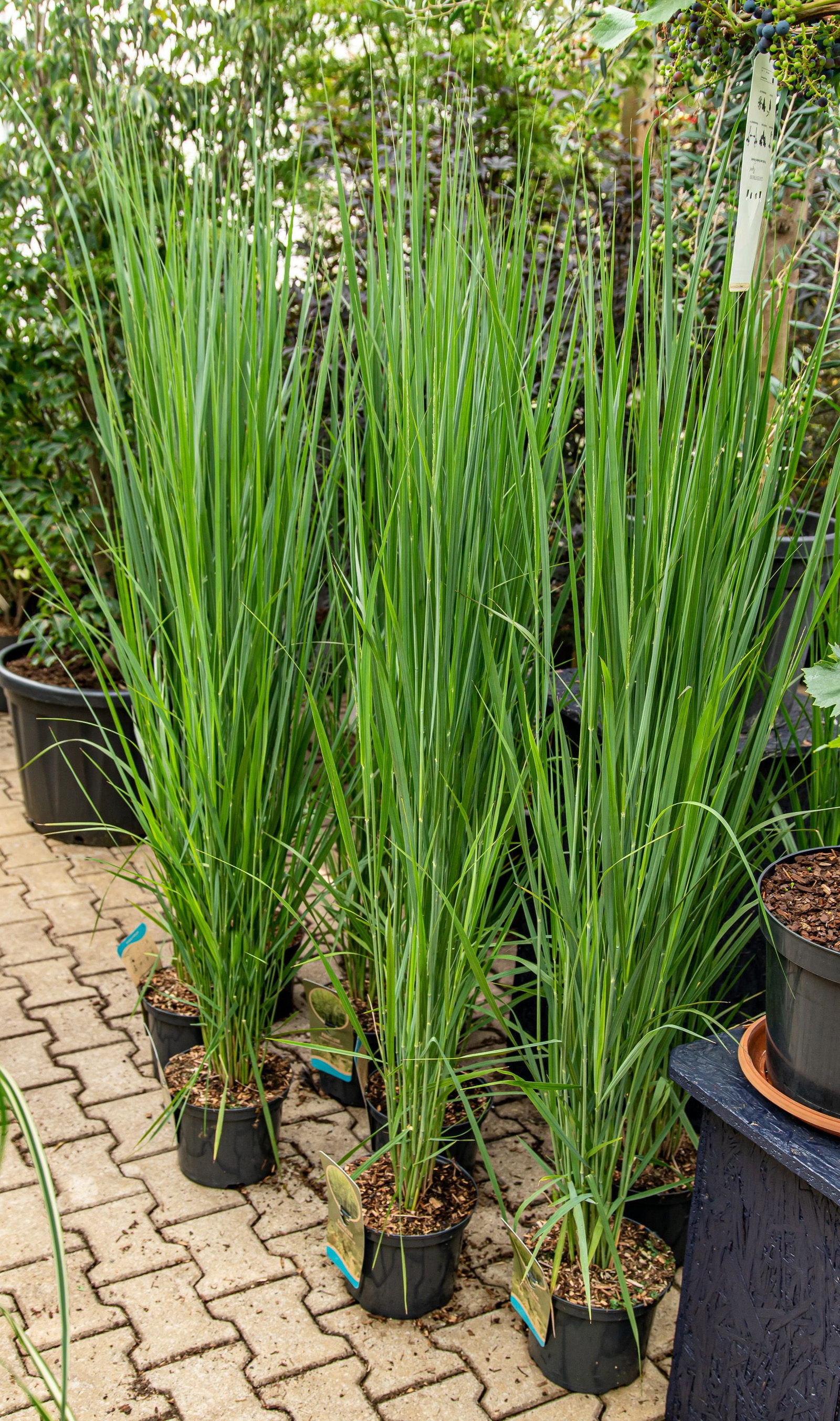 Rutenhirse Northwind Pflanzabstand