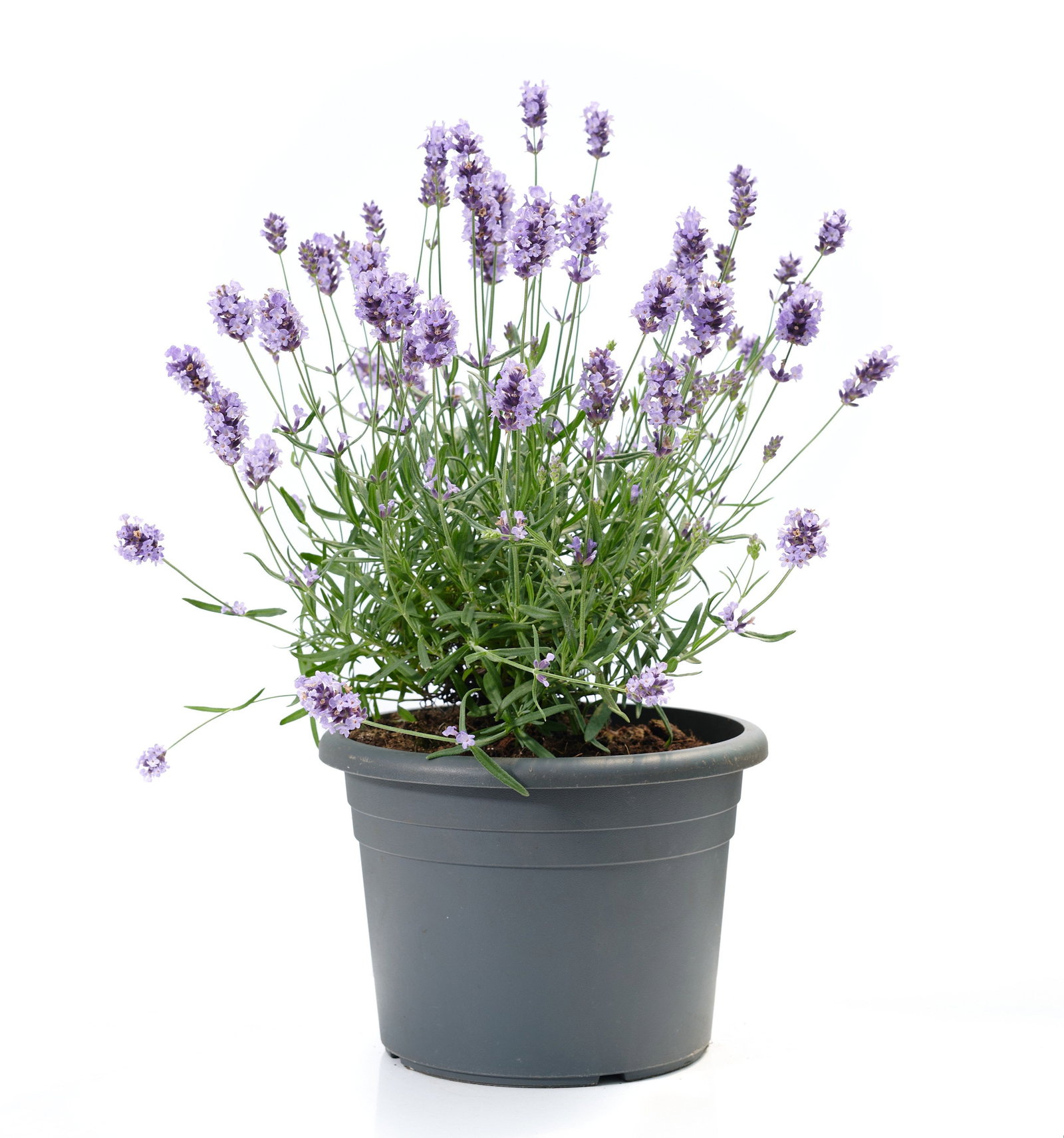 Lavendel Essence Purple - Lavandula angustifolia Essence Purple günstig ...