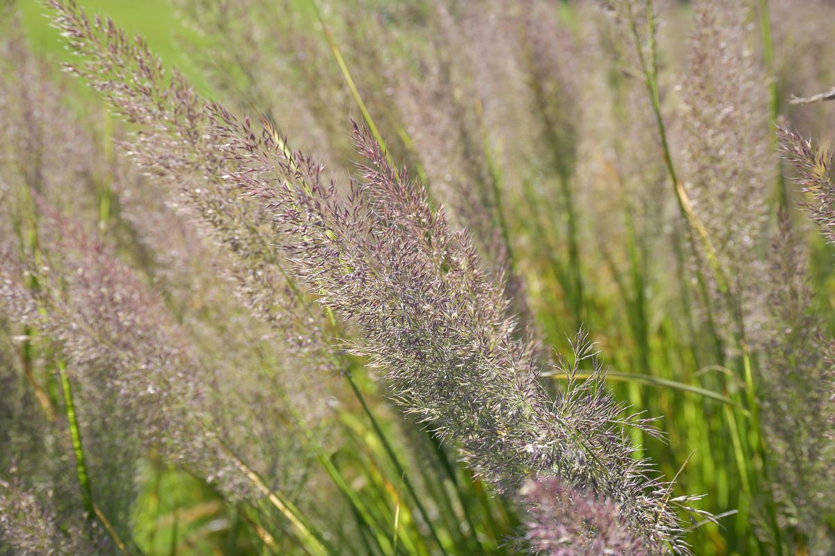 Diamantgras - Calamagrostis brachytricha günstig kaufen