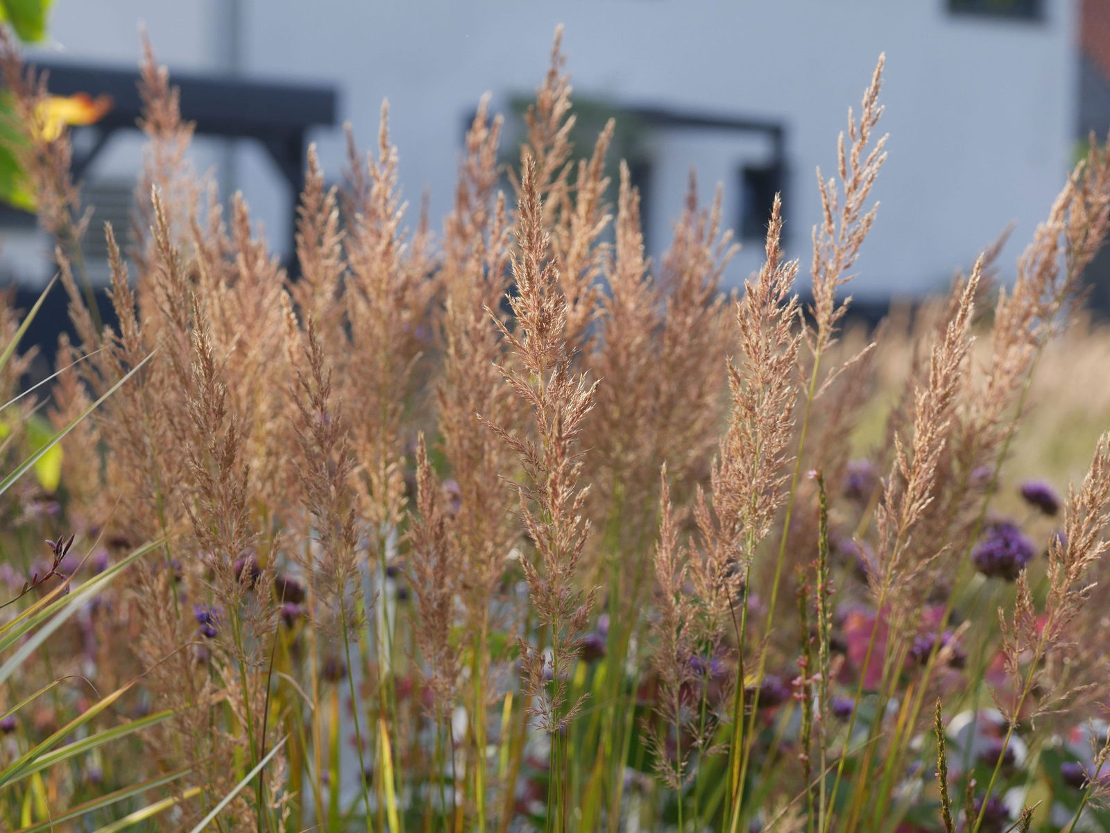 Diamantgras - Calamagrostis brachytricha günstig kaufen