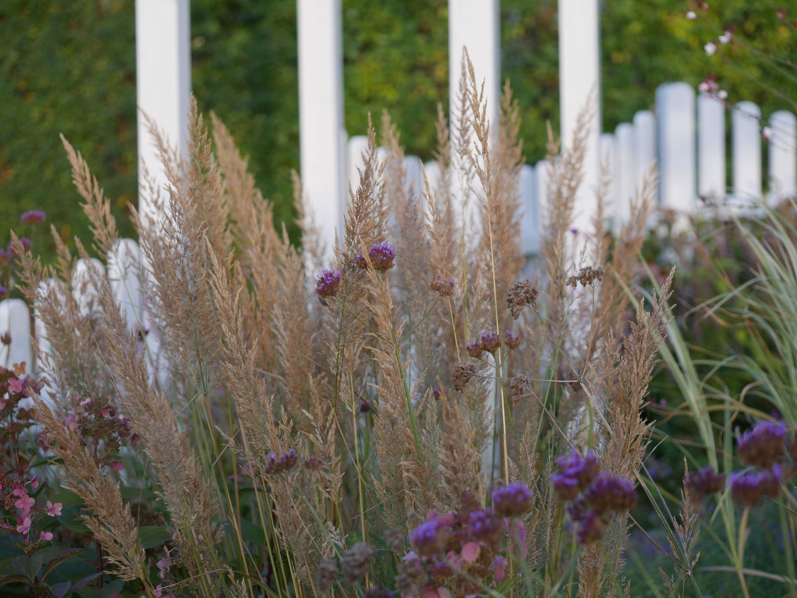 Diamantgras - Calamagrostis brachytricha günstig kaufen