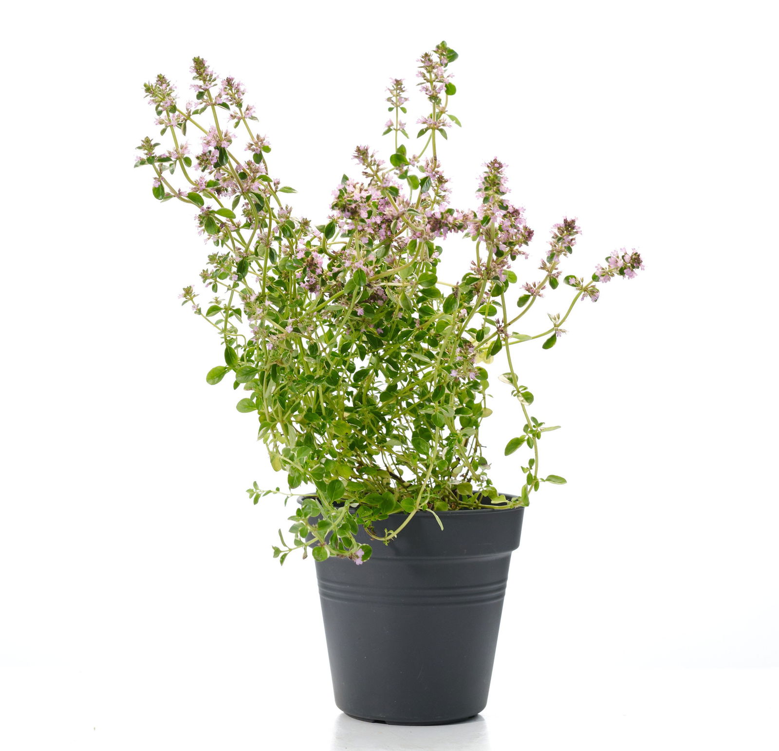 Zitronenthymian Foxley - Thymus pulegioides Foxley günstig kaufen