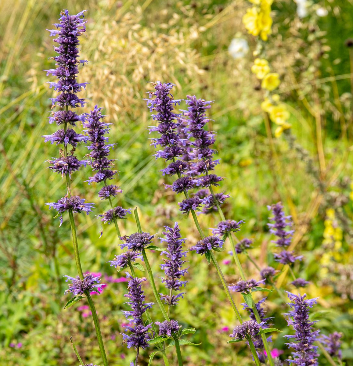 Duftnessel Alabaster - Agastache rugosa Alabaster günstig kaufen