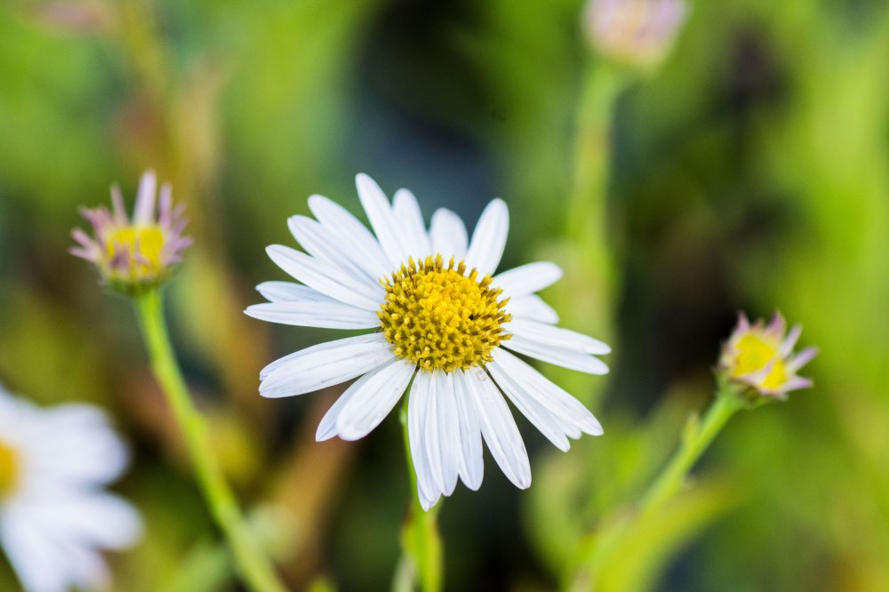 Schönaster Blue Star - Kalimeris incisa Blue Star günstig kaufen