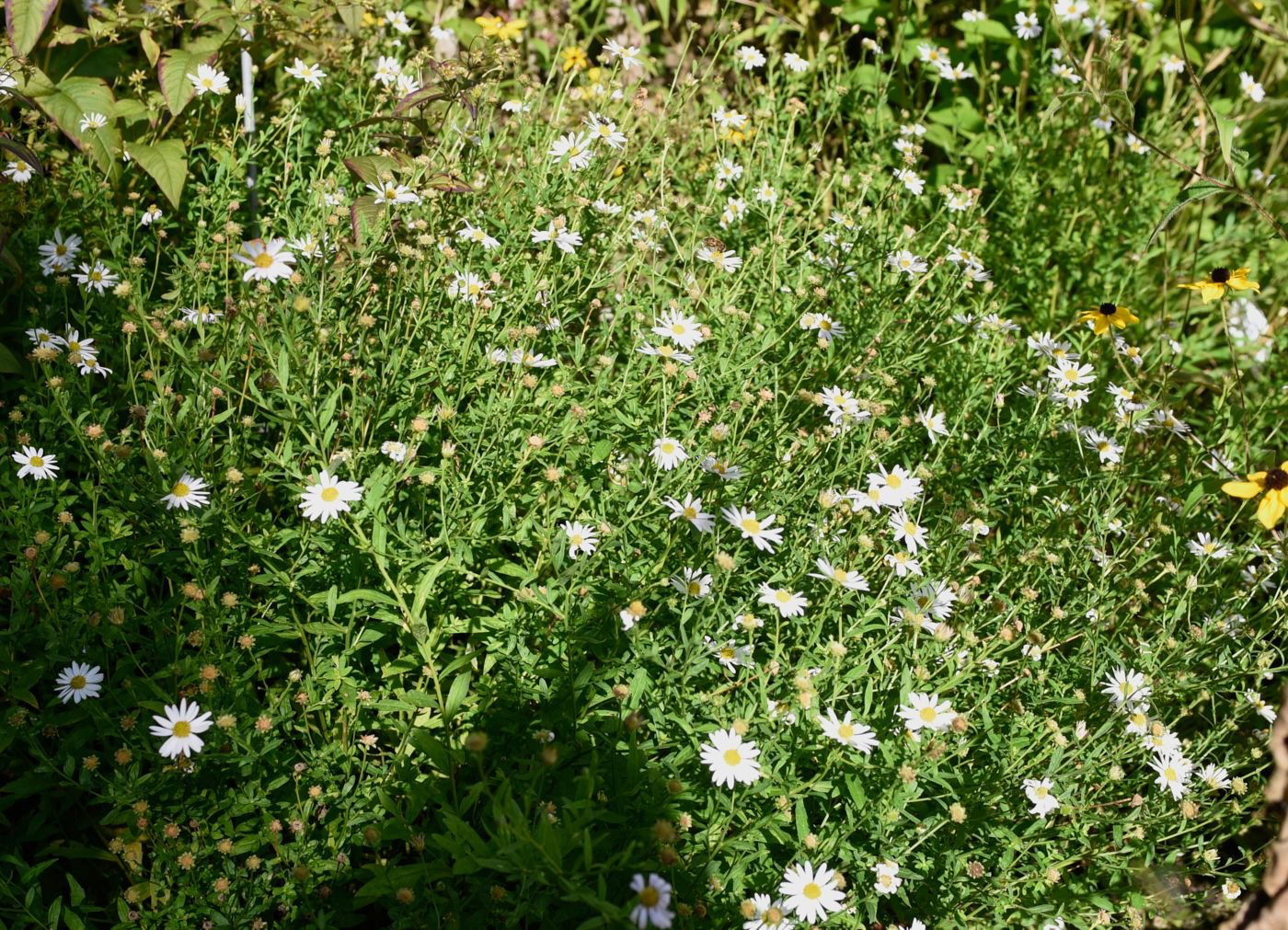 Garten-Schönaster Alba - Kalimeris incisa Alba günstig kaufen