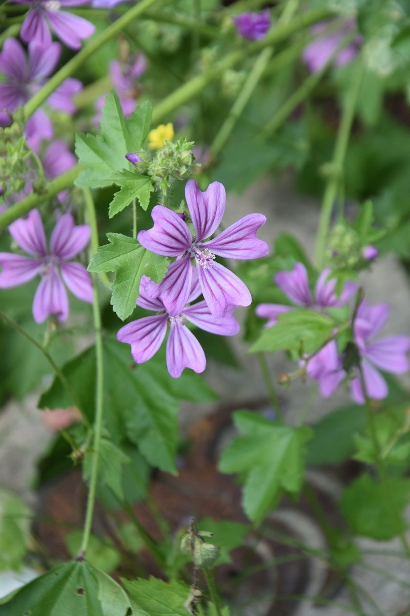 Wilde Malve violett - Malva sylvestris violett günstig kaufen