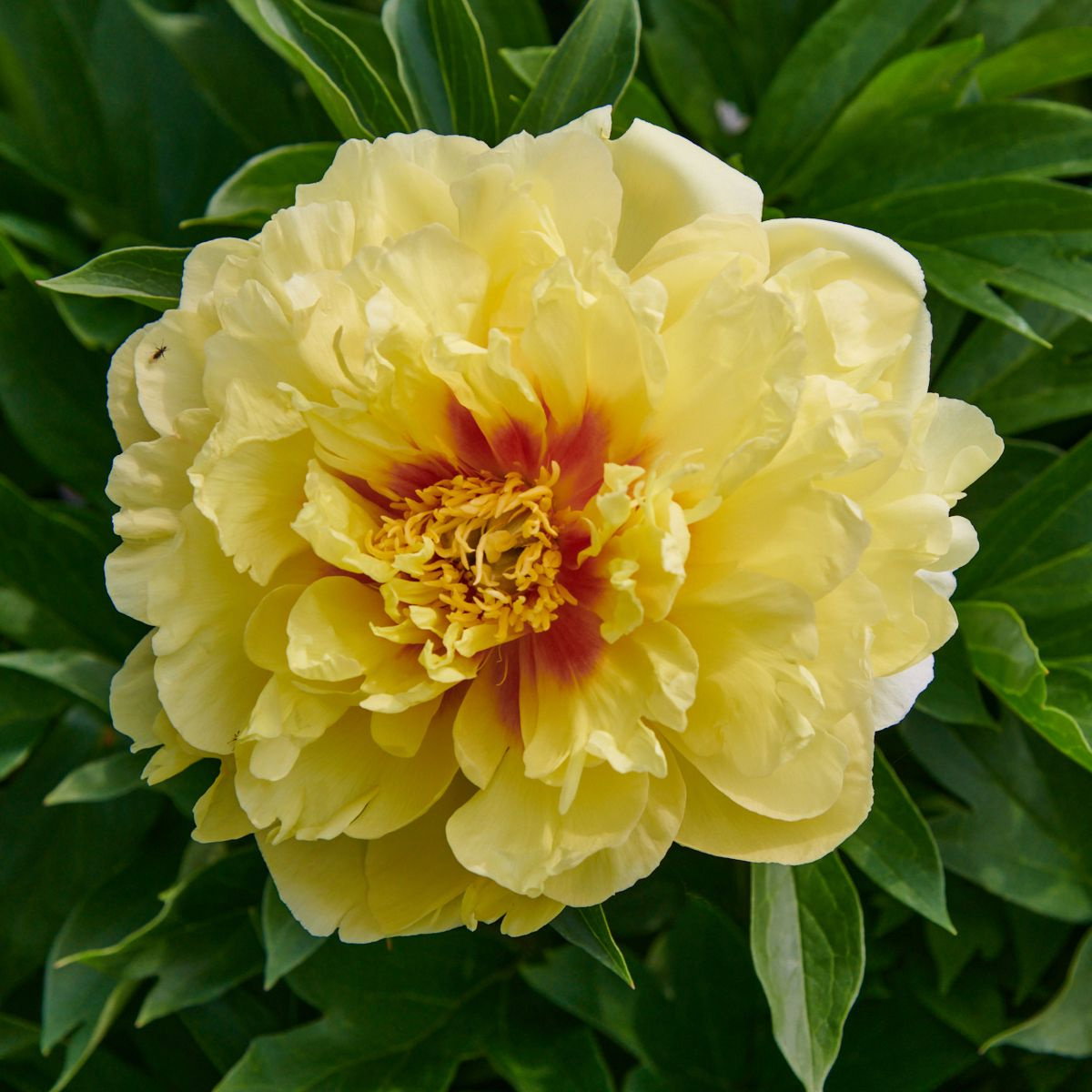 Pfingstrose Karl Rosenfield - Paeonia lactiflora Karl Rosenfield ...