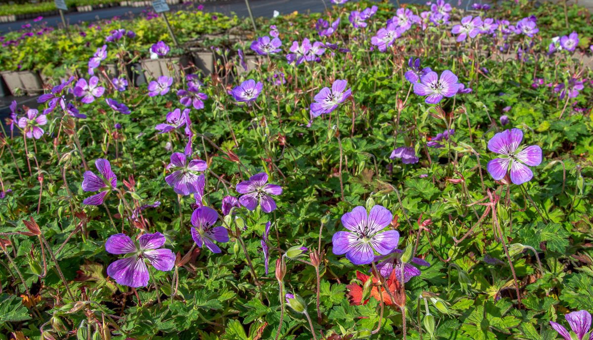 Storchschnabel Sweet Heidy - Geranium cultorum Sweet Heidy günstig kaufen