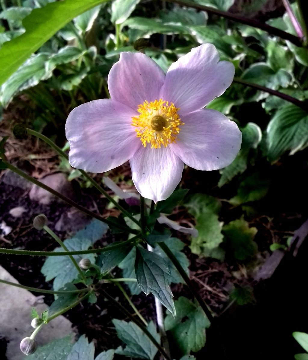 Anemone hupehensis Praecox - Herbst Anemone Praecox | jetzt günstig ...