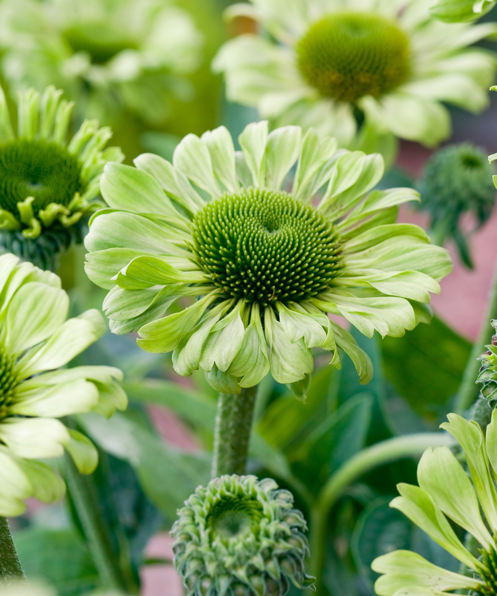 Grüner Scheinsonnenhut Green Jewel - Echinacea purpurea Green Jewel ...