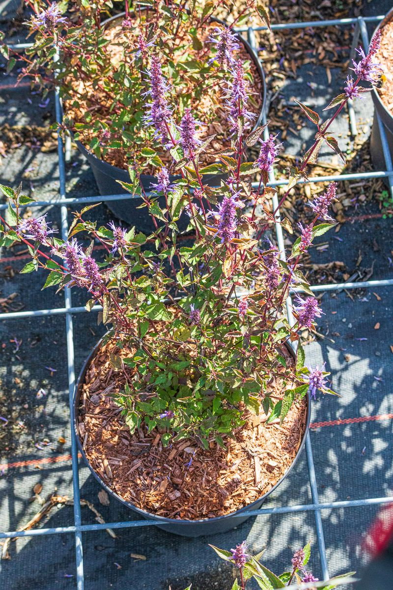 Duftnessel After Eight - Agastache rugosa After Eight ® günstig kaufen